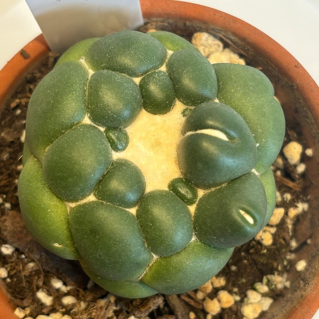 Coryphantha Elephantidens CV Inermis )( Rare Cactus )( Rare Cacti and ...