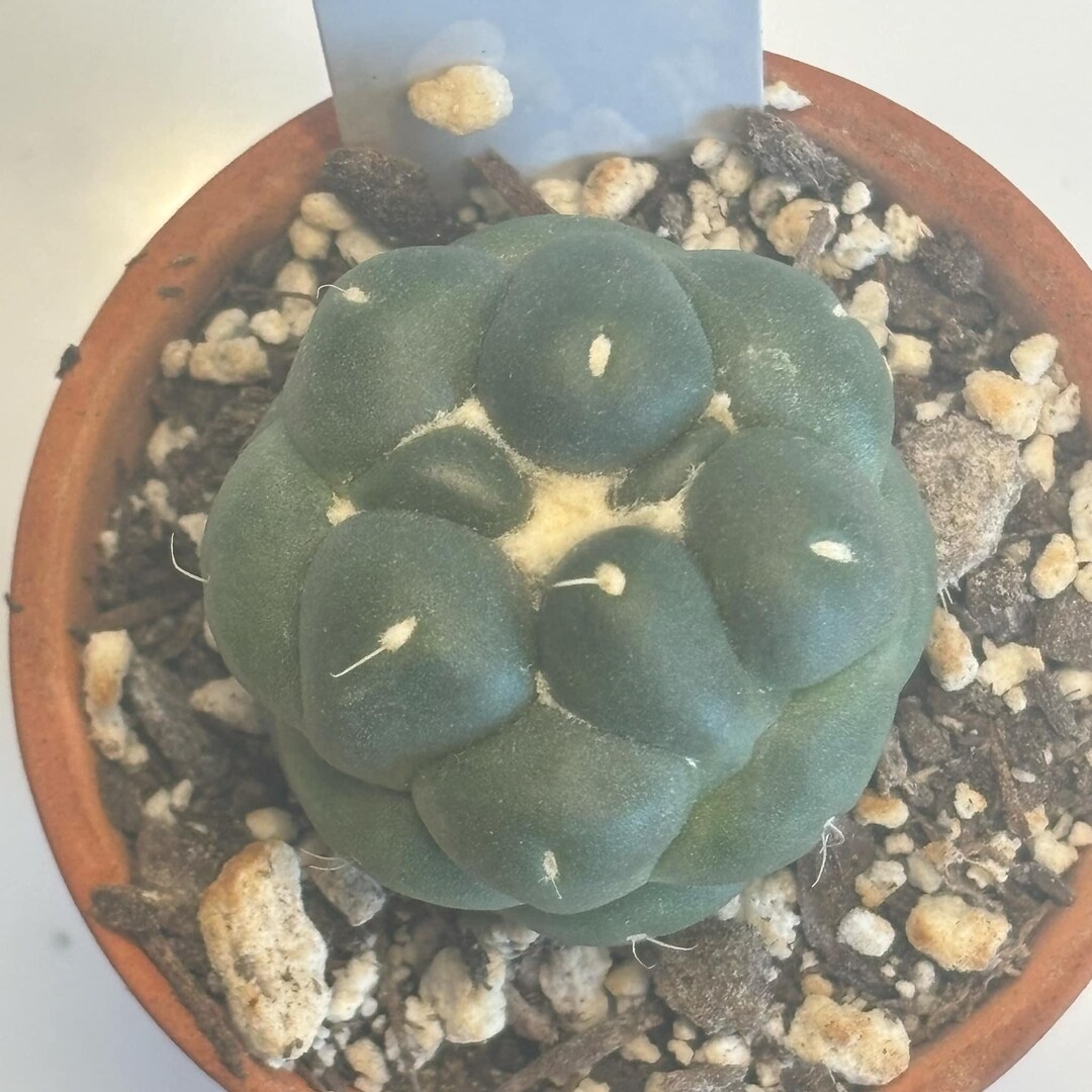 Coryphantha Elephantidens CV Inermis Rare Cactus Rare Cacti and ...