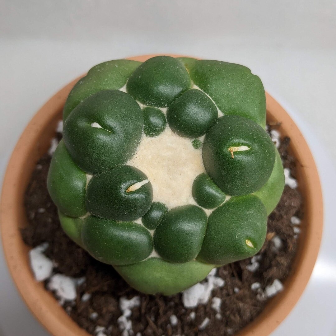 Coryphantha Elephantidens CV Inermis )( Rare Cactus )( Rare Cacti and ...