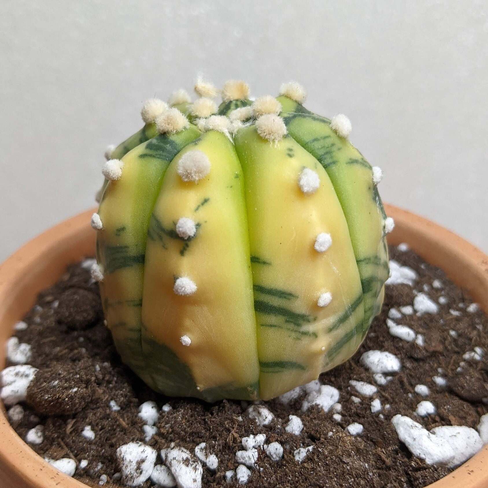 Variegated Astrophytum Rare Cactus Rare Cacti and Succulents by ...