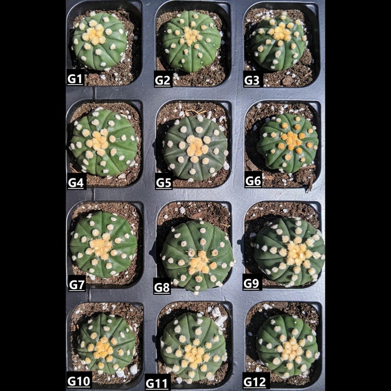 Astrophytum Seeds - Etsy