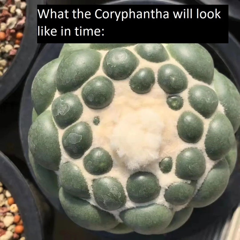Coryphantha Elephantidens CV Inermis Rare Cactus Rare Cacti and ...