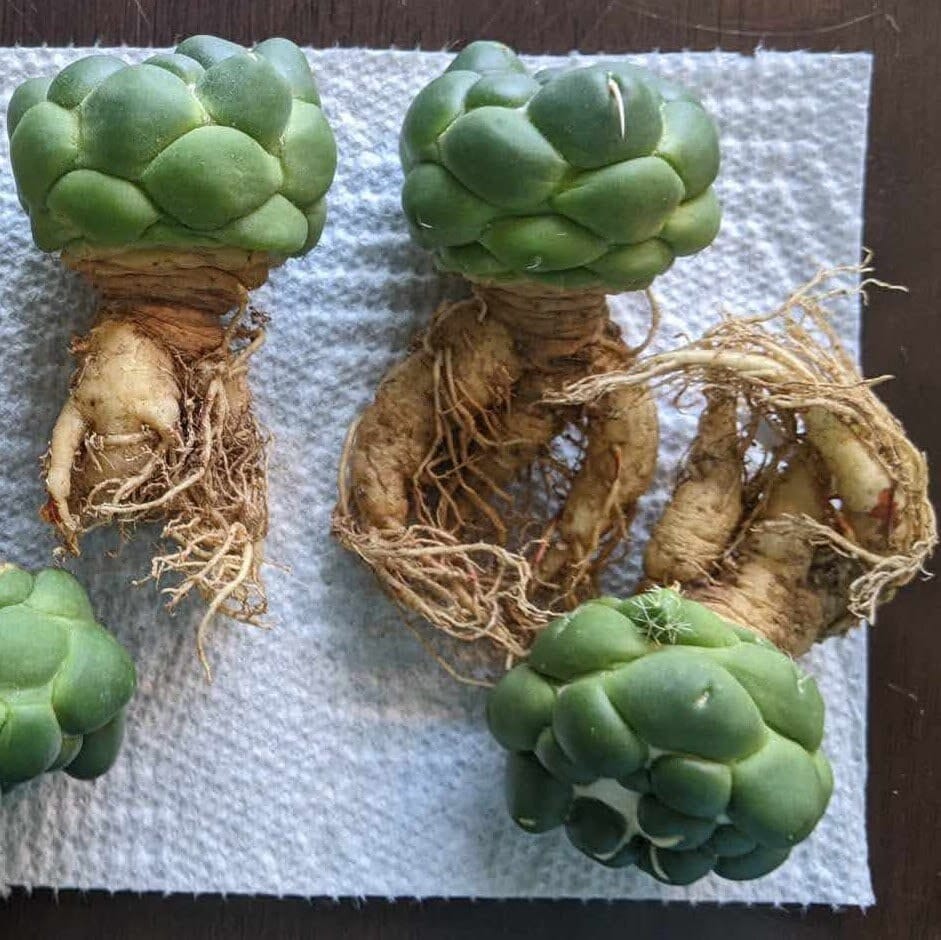Coryphantha Elephantidens CV Inermis Rare Cactus Rare Cacti and ...