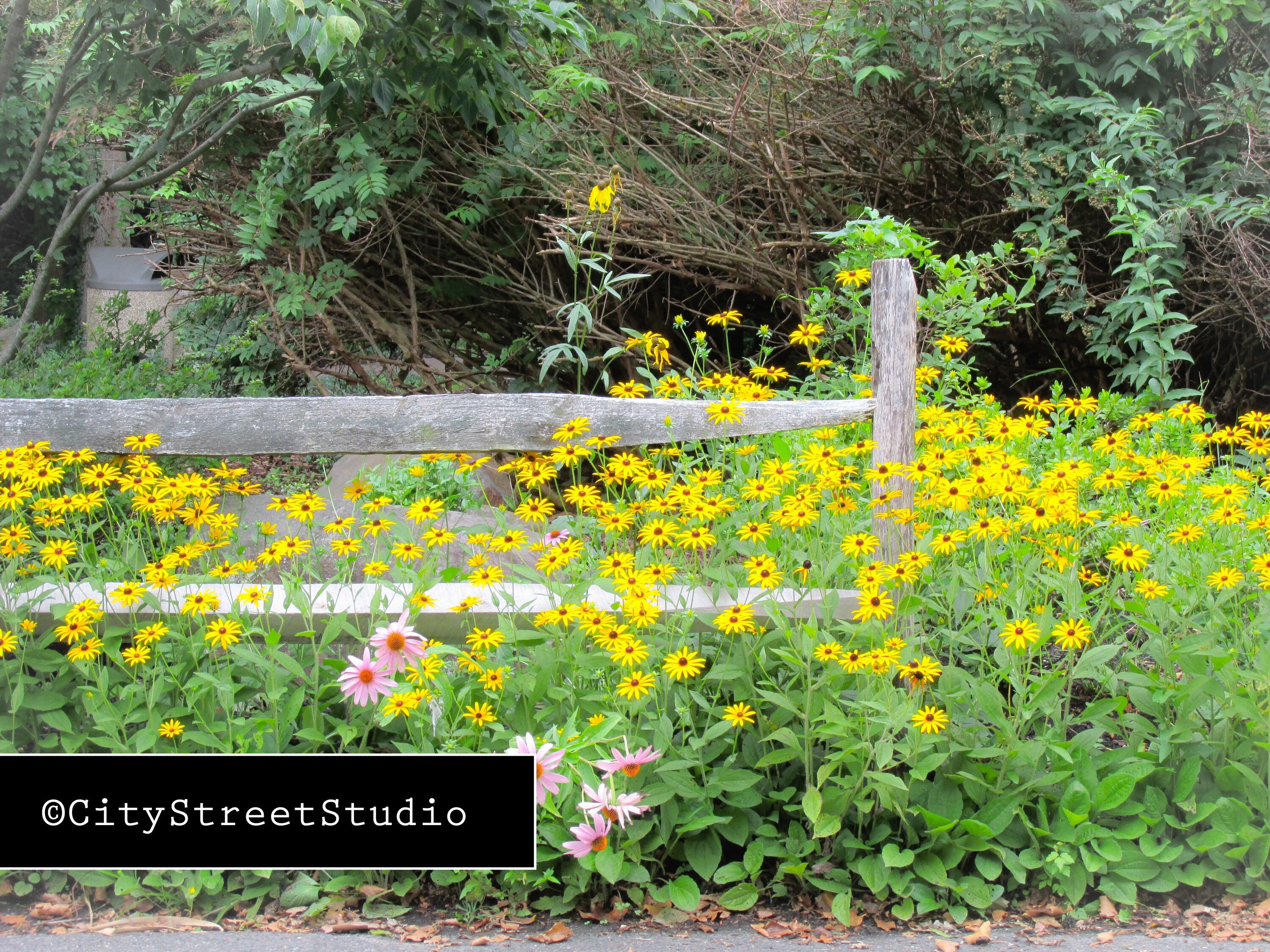 Flower Photography Flowers With Fence Natural Flowers Cheery Fine Art ...