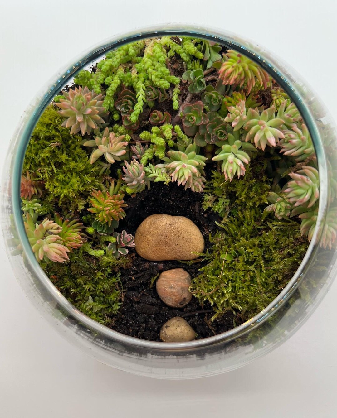 Custom Terrarium - Etsy UK