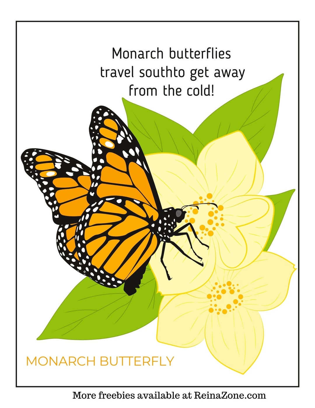 Coloring Guide and Solution – Butterfly Activity Book - Etsy