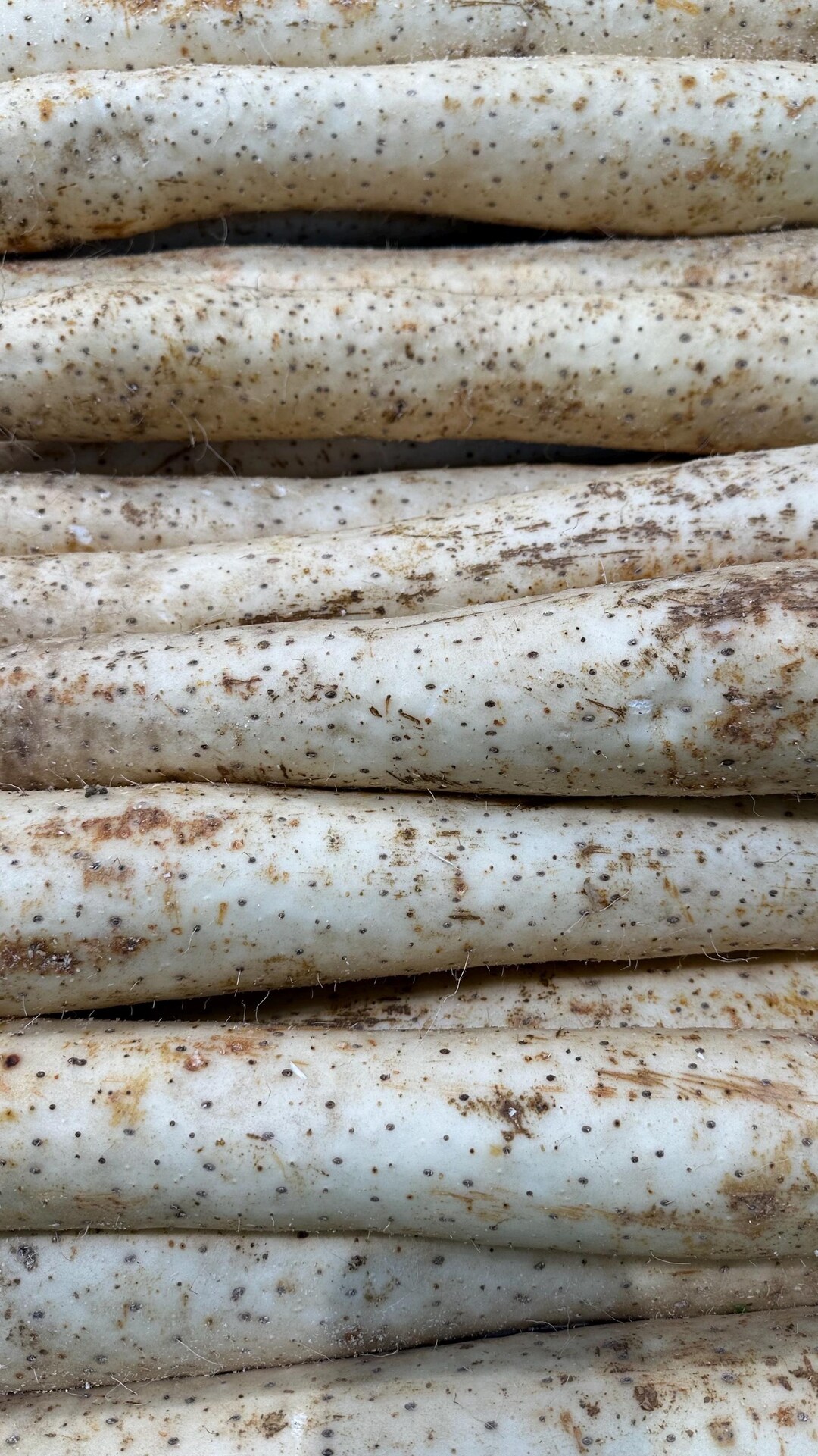 Japanese Mountain Yam nagaimo 5lbs - Etsy