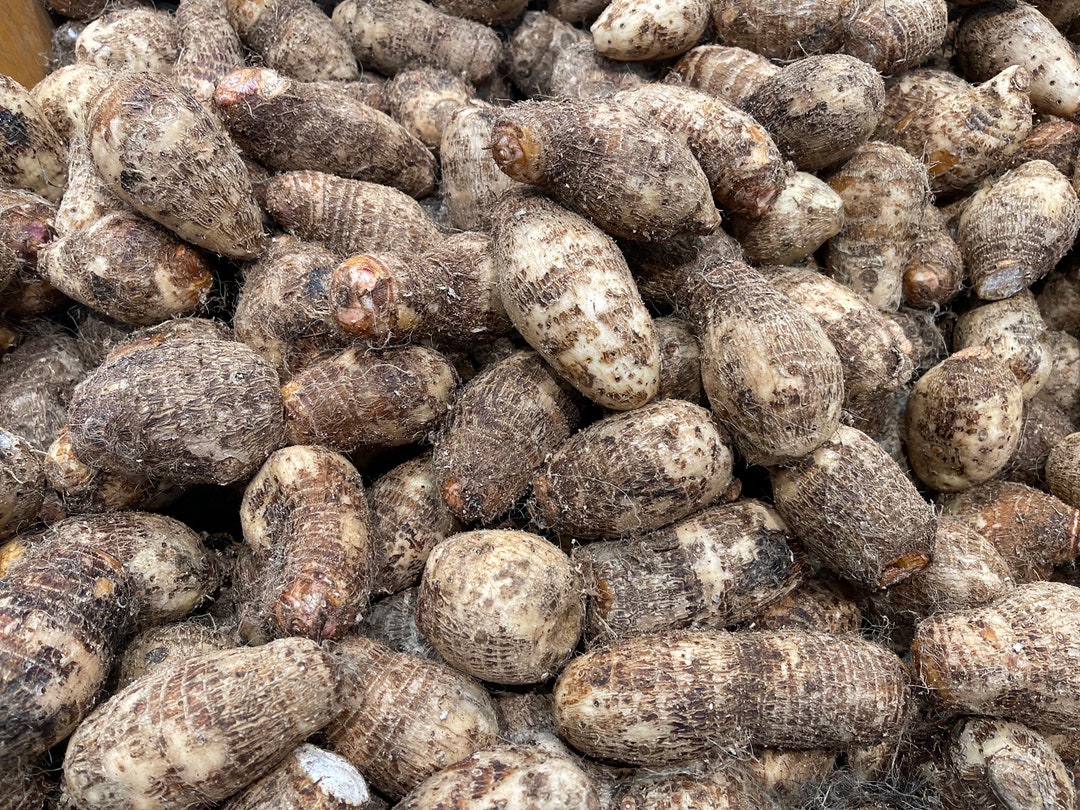 Taro Root or Small Taro Root 5lbs or 10lbs - Etsy