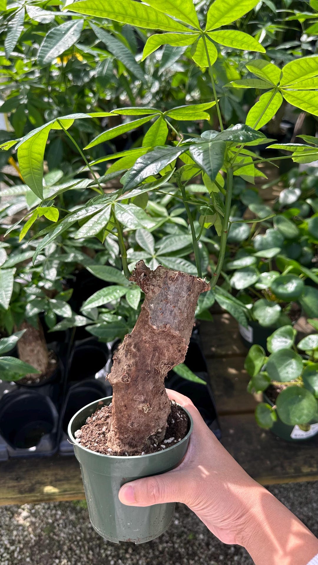 Money Tree Stump 4 - Etsy