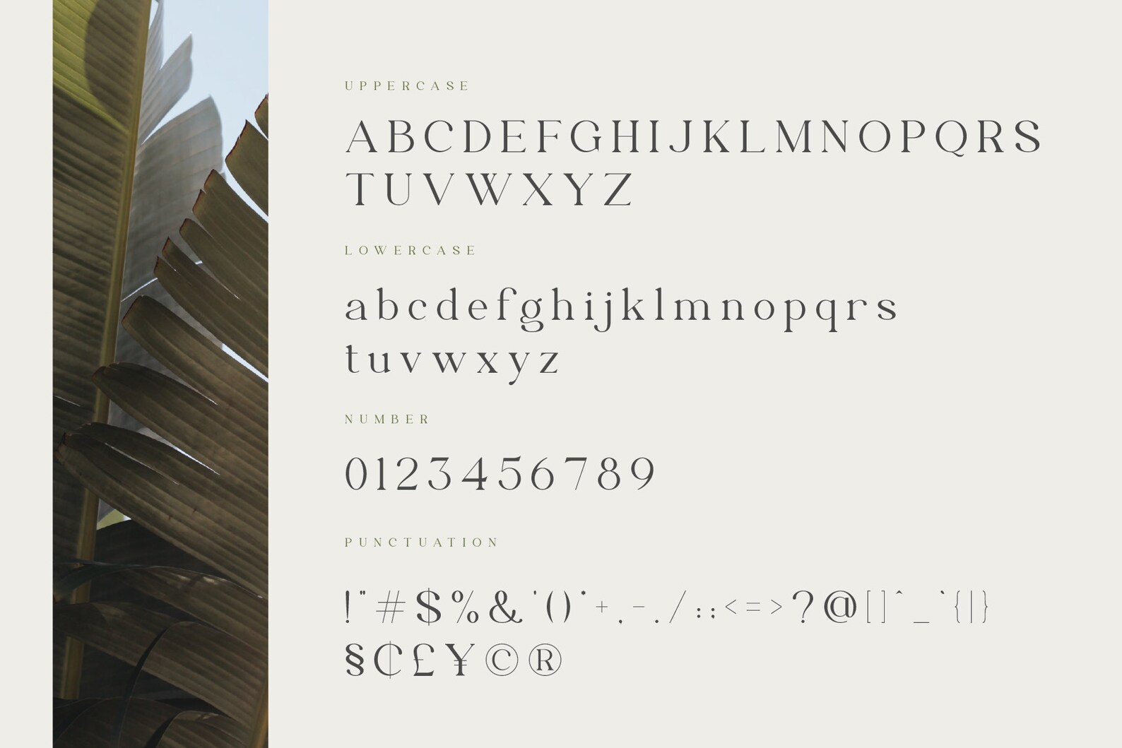 Matcha Font - Modern Serif Font, Branding Font, Logo Font, Ligature ...