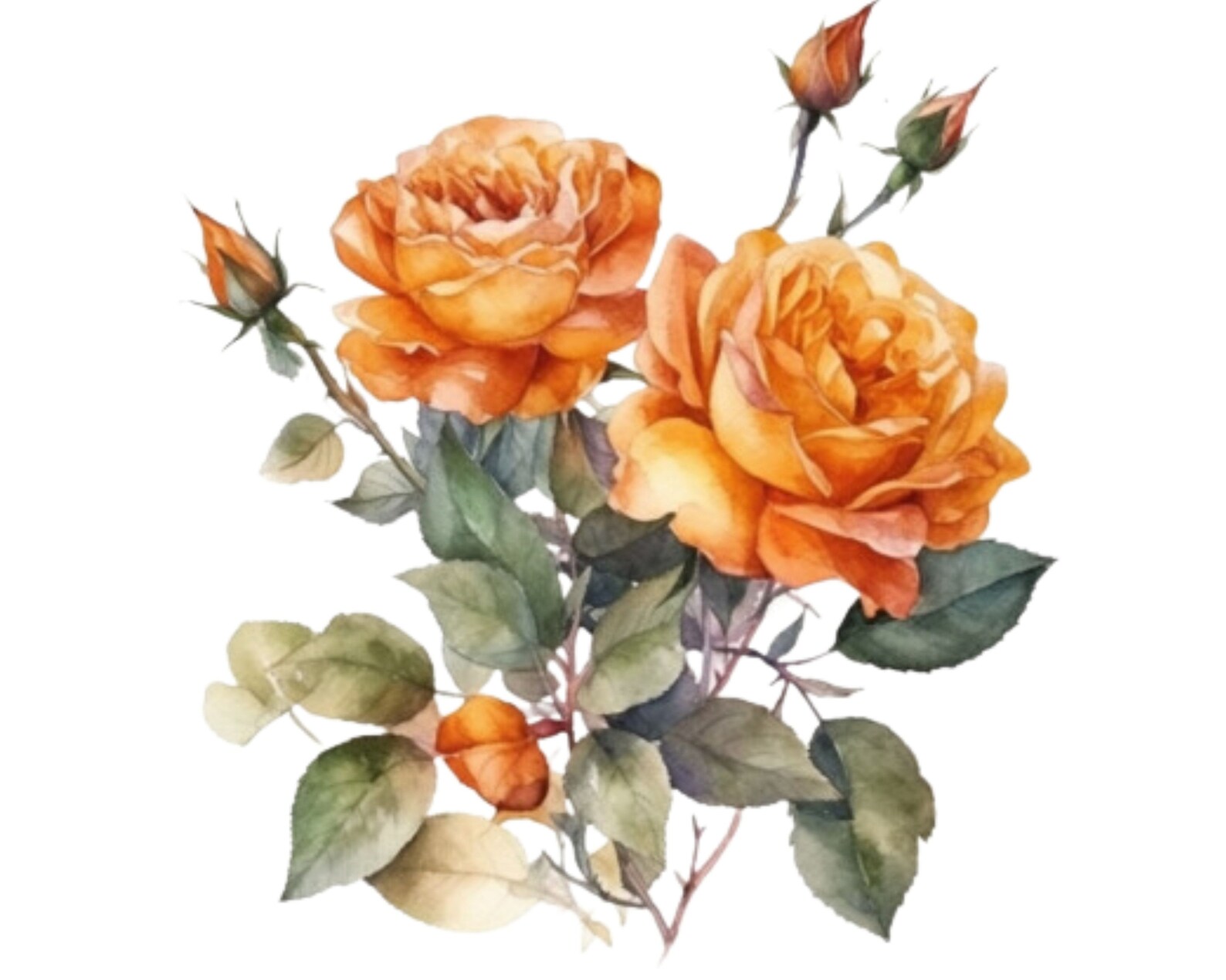 Watercolor Orange Roses Clipart Watercolor Roses Clipart Roses PNG ...