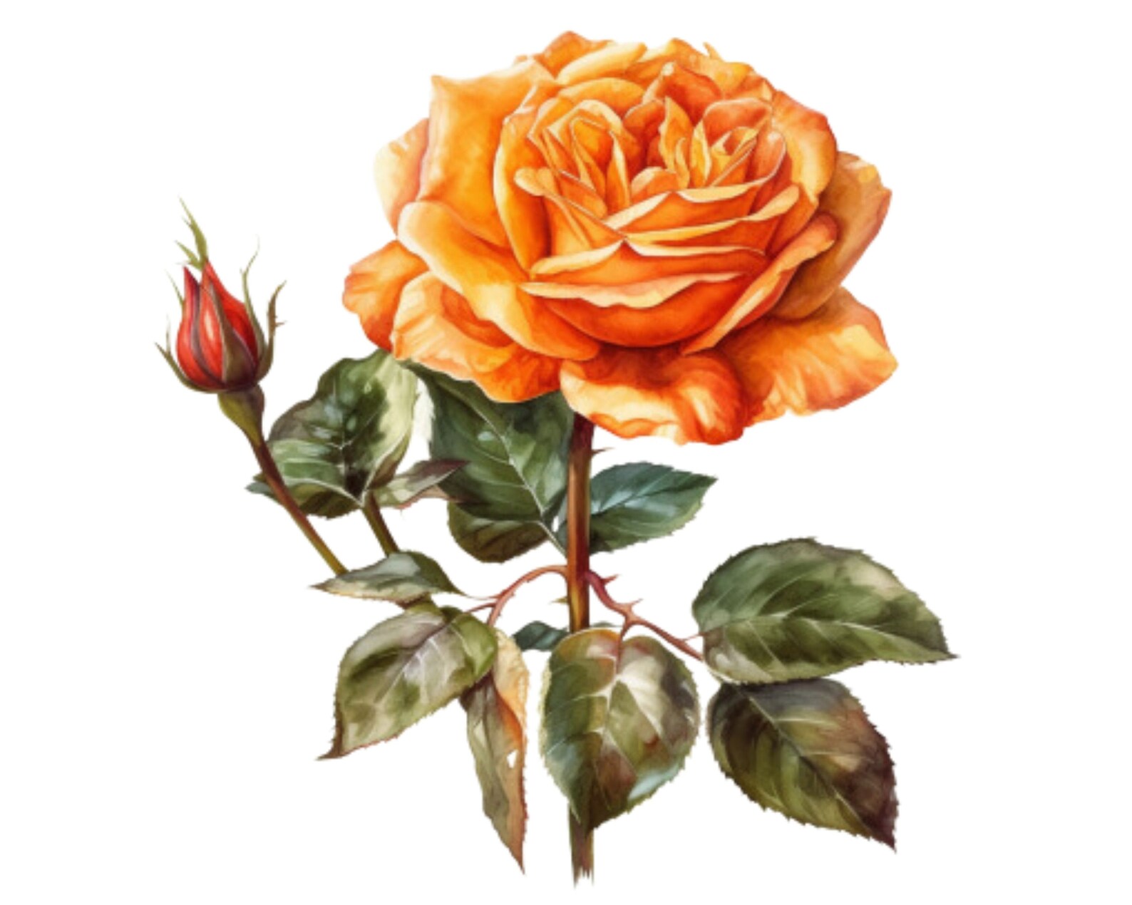 Watercolor Orange Roses Clipart Watercolor Roses Clipart Roses PNG ...
