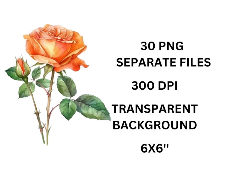 Watercolor Orange Roses Clipart Watercolor Roses Clipart Roses PNG ...