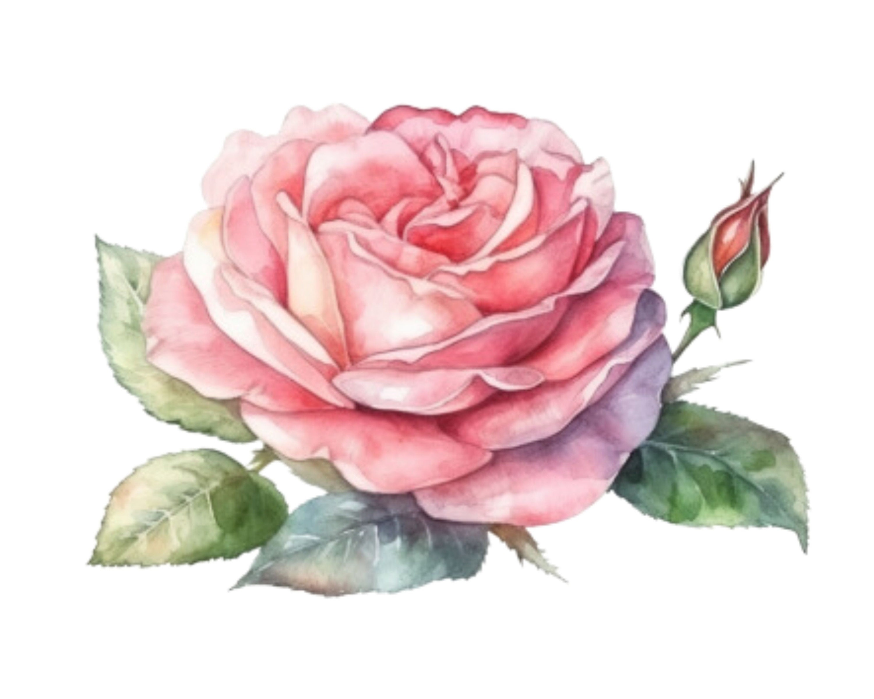 Watercolor Pink Roses Clipart Wedding Clipart Roses Clipart Roses and ...