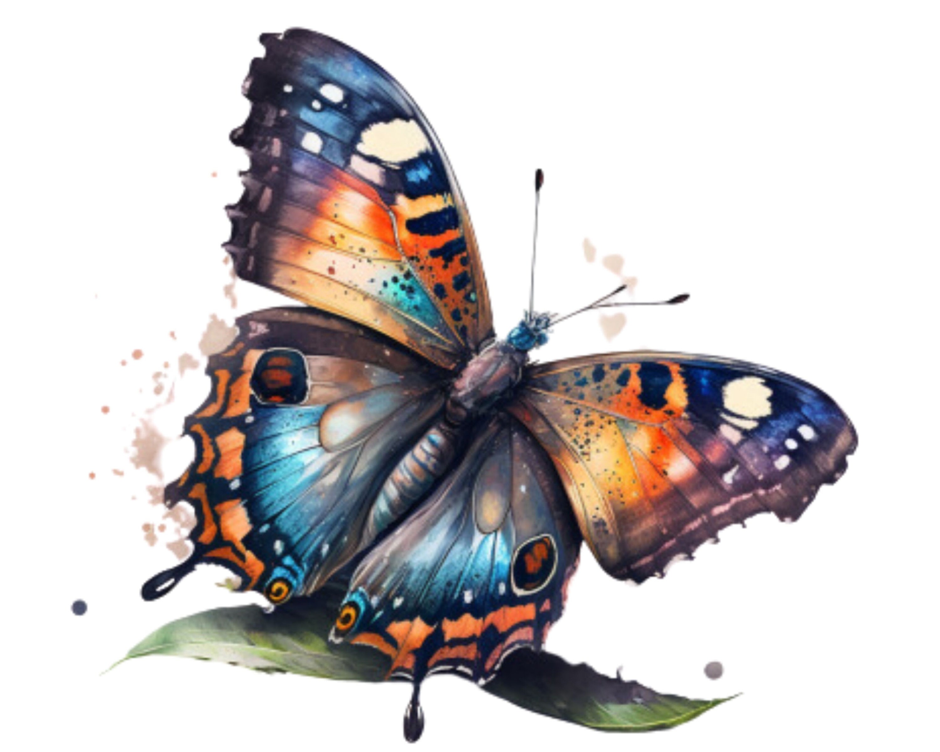 Butterfly Png, Butterfly Illustrations, Colorful Butterflies ...