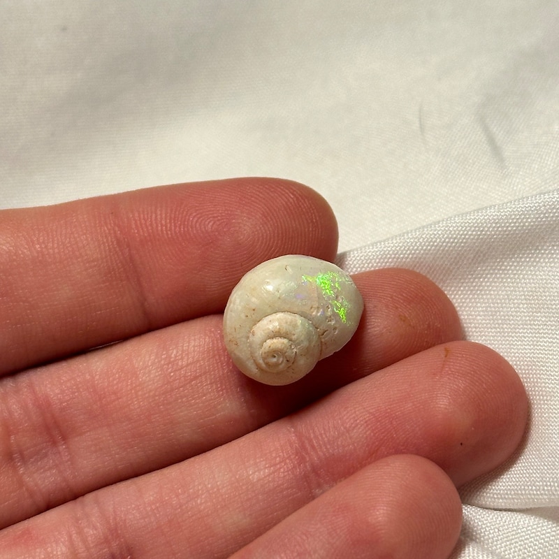 Opal Fossil - Etsy UK