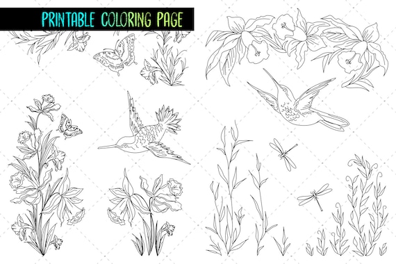 Colibri Printable Coloring Pages for Kids Instant Download - Etsy