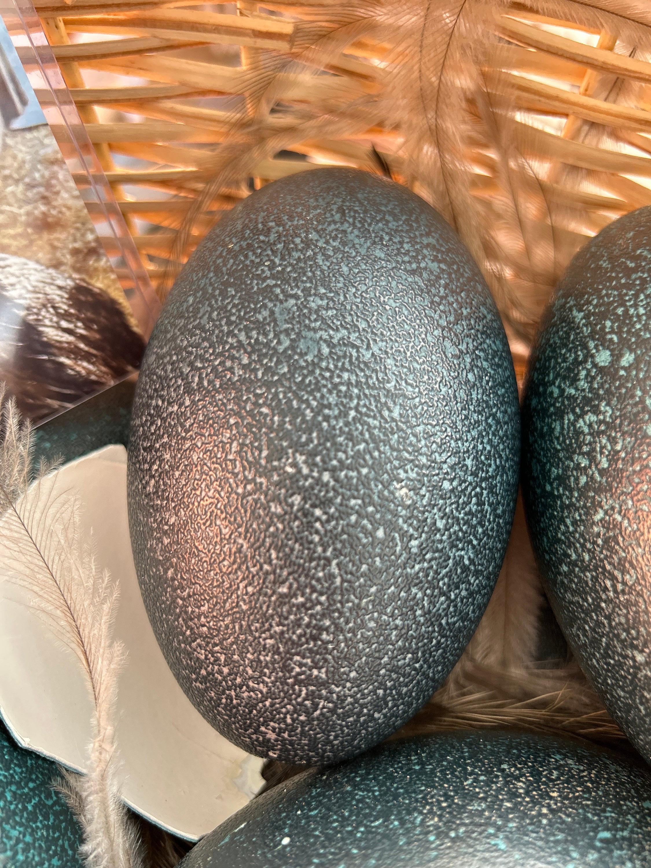 Emu Eggs - Contents Blown Out - Etsy