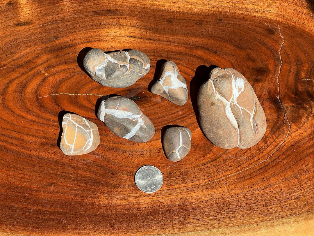 Michigan Lightning Stones - Septarian Nodules - 1 Lb - #1 - Etsy