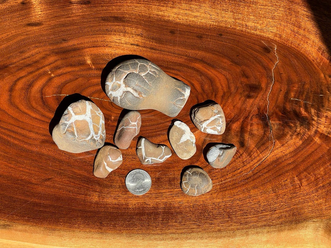 Michigan Lightning Stones - Septarian Nodules - 1 Lb - #3 - Etsy