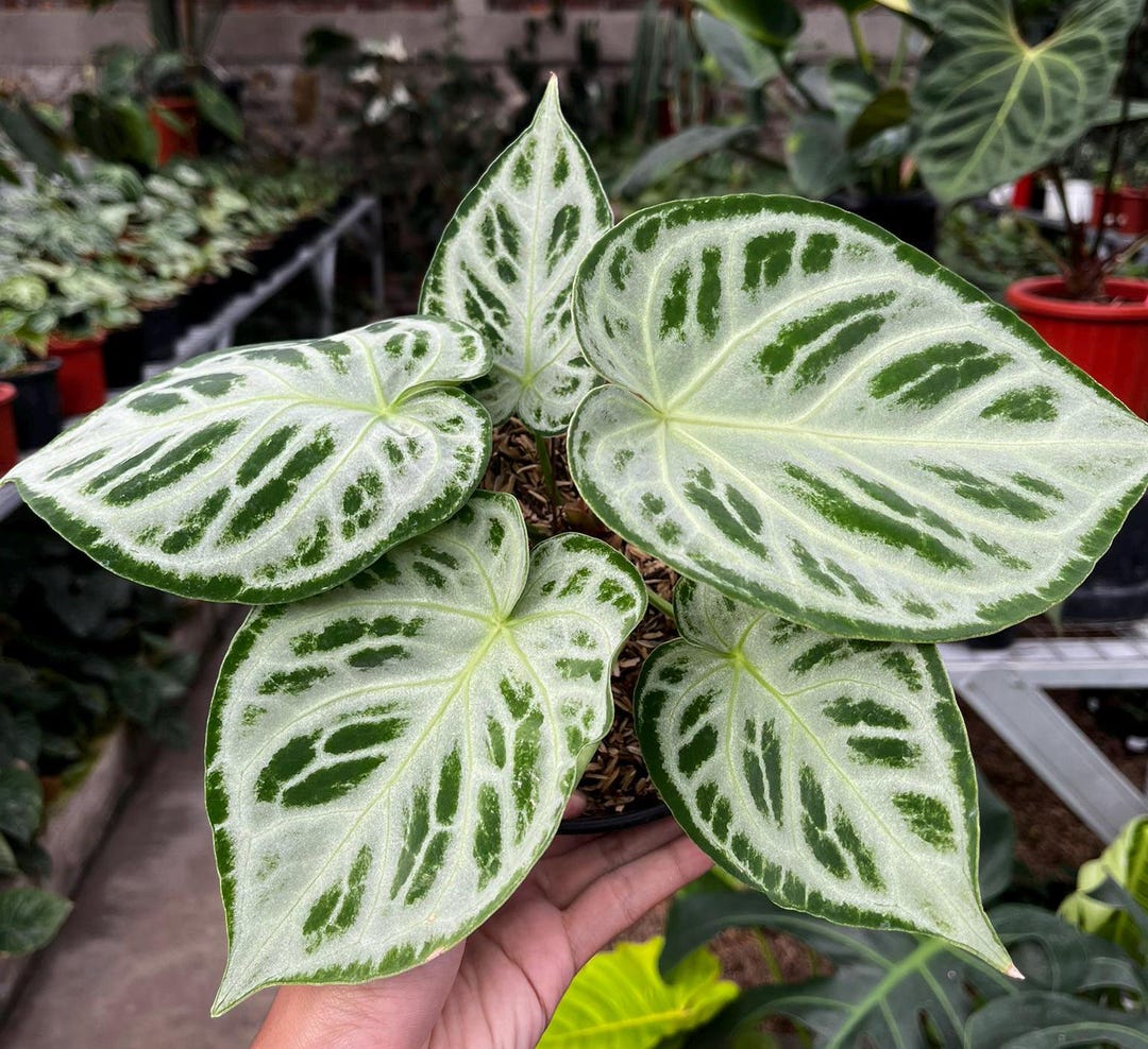 Anthurium Silver Chrome Tiger Plant | Unique Indoor Houseplant & Easy ...