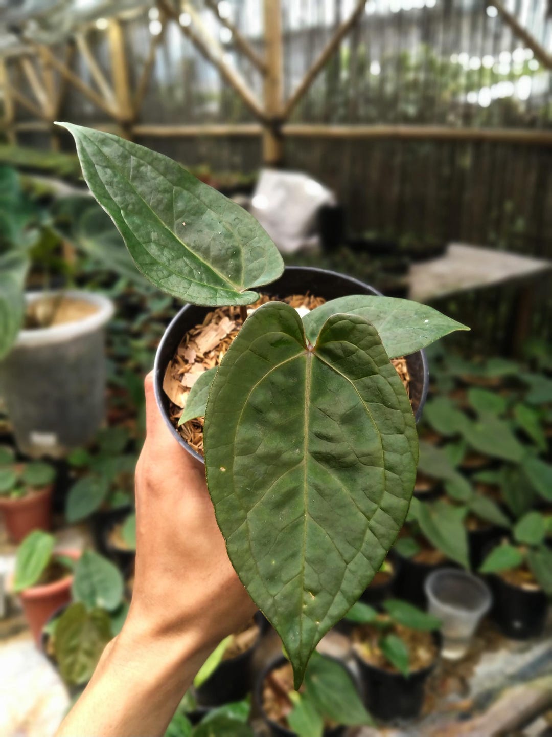 Anthurium Blue Xone X Dressleri - Etsy
