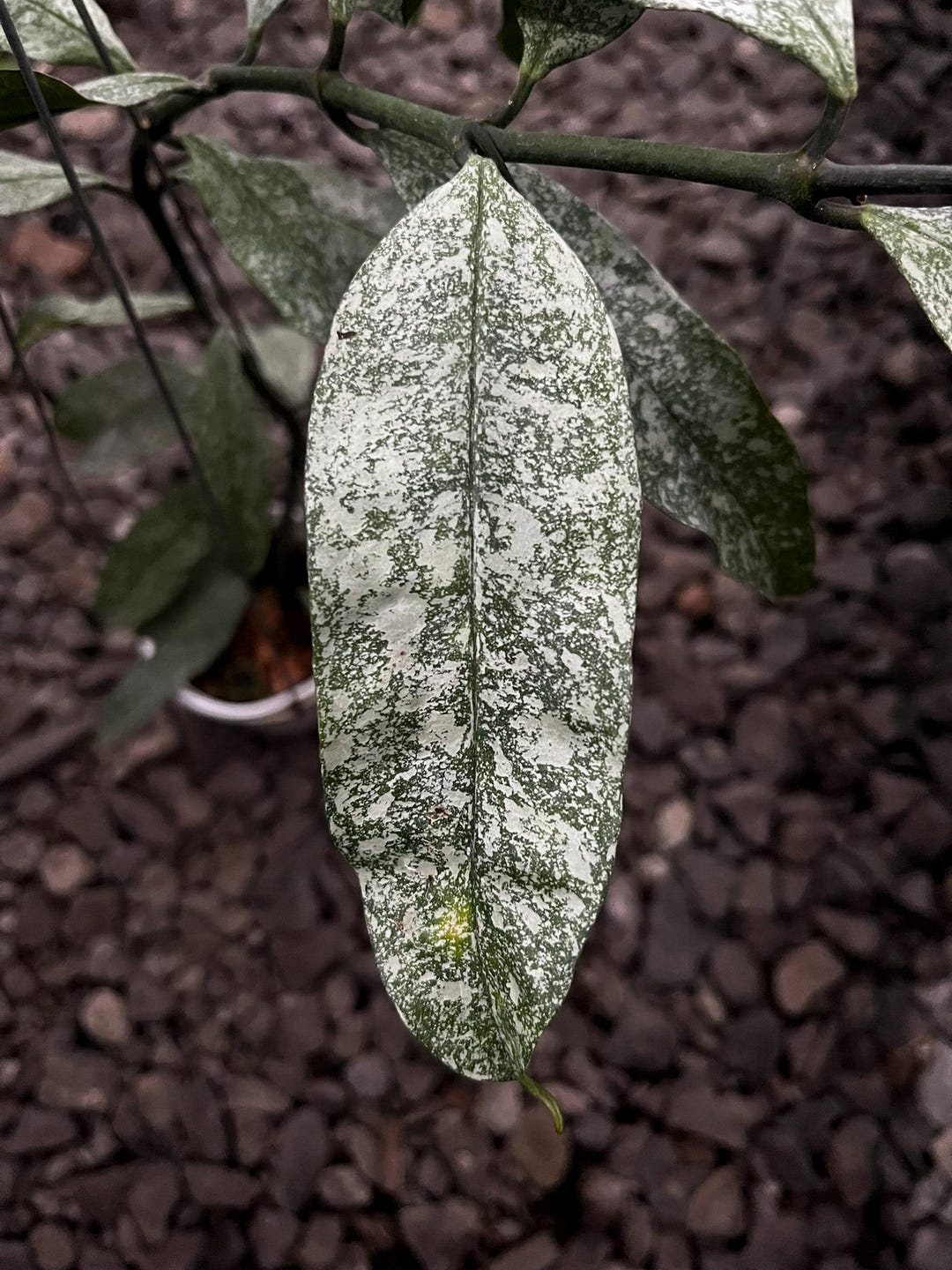 Hoya Multiflora Silver Splash - Etsy