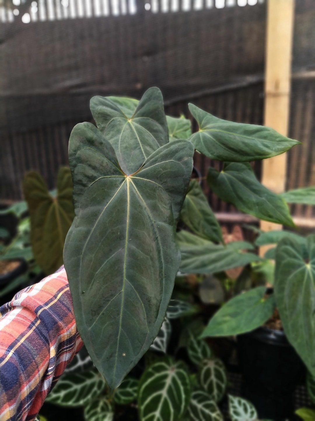 Anthurium Black Sweet X Goliath - Etsy