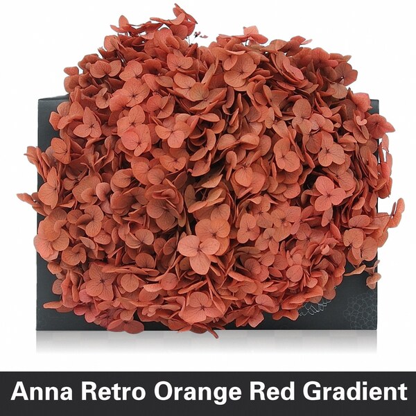 Dried Hydrangeas - Etsy
