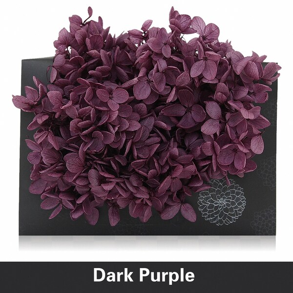 Dried Hydrangea - Etsy