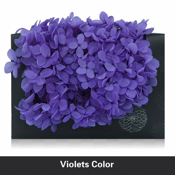 Preserved Hydrangea - Etsy