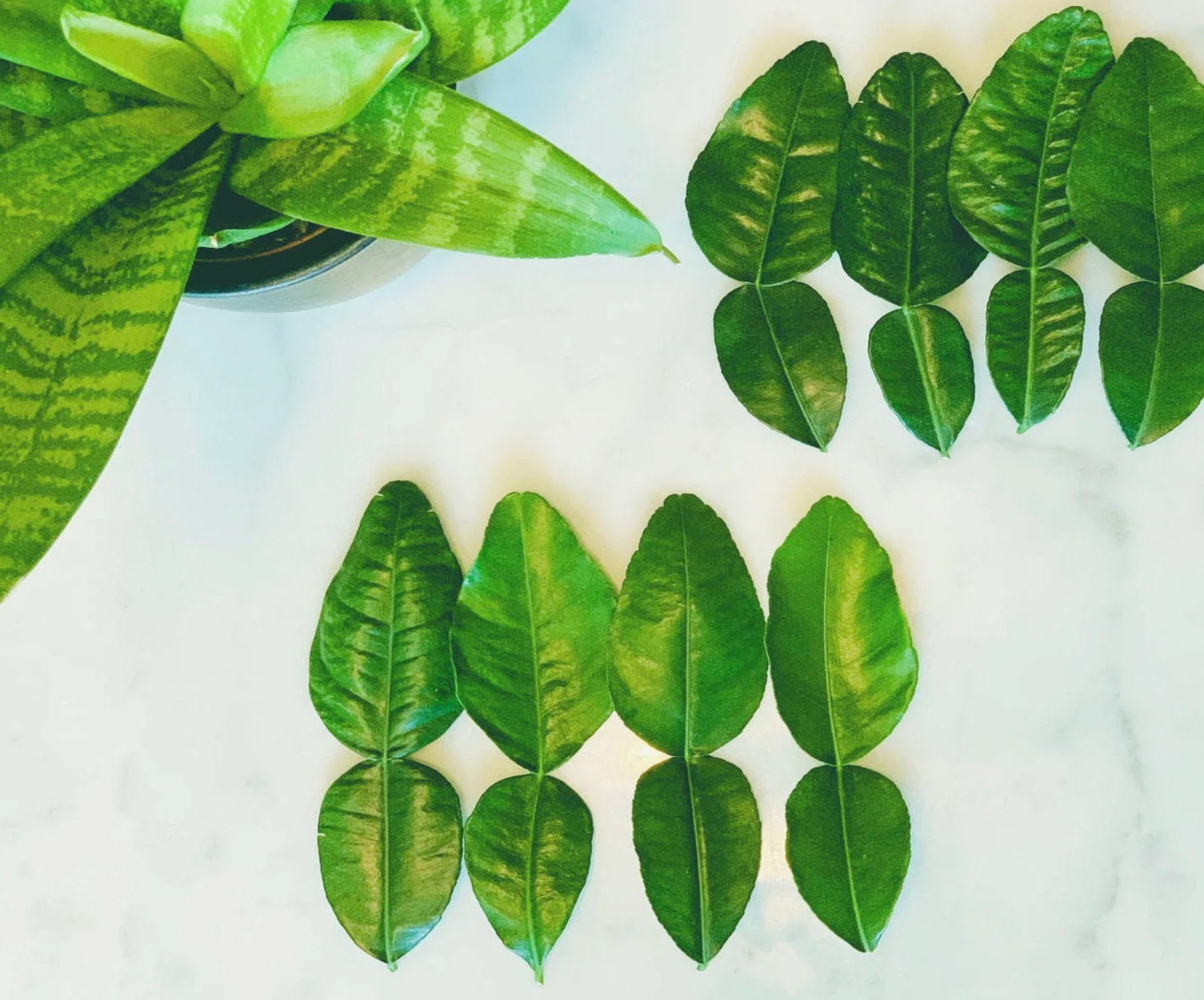 Pomelo Leaf White Grapefruit Tree Leaf - Etsy