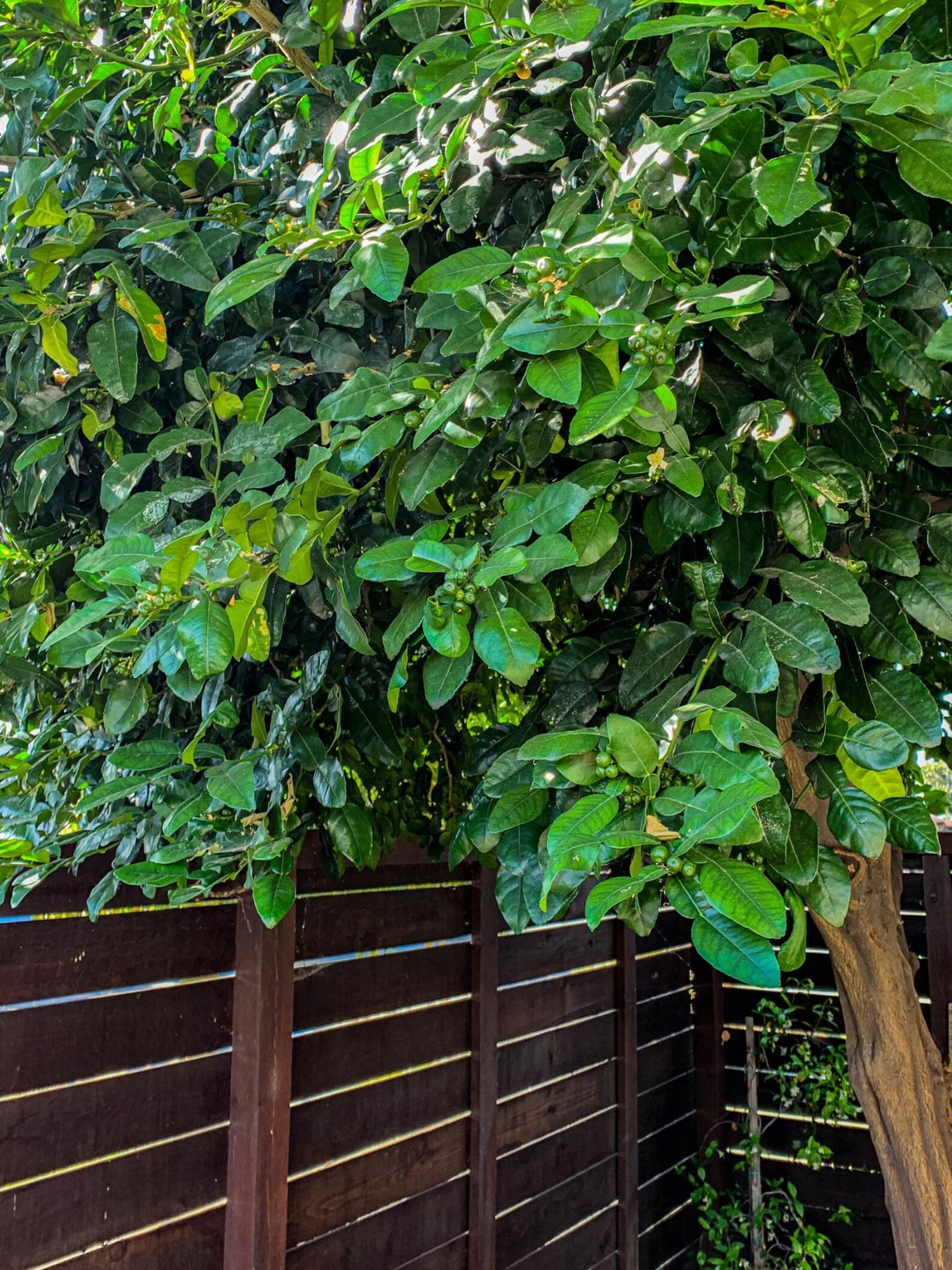 Pomelo Leaf White Grapefruit Tree Leaf - Etsy