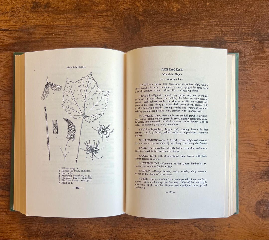 Vintage 1954 Michigan Trees Botany Field Guide,scrapbooking Junk ...