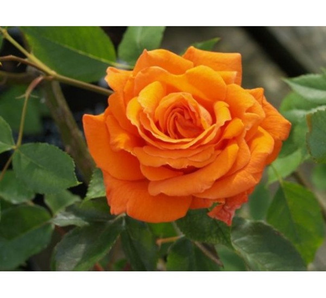 Bright Fire Fragrant Orange Climbing Rose Bareroot - Etsy UK