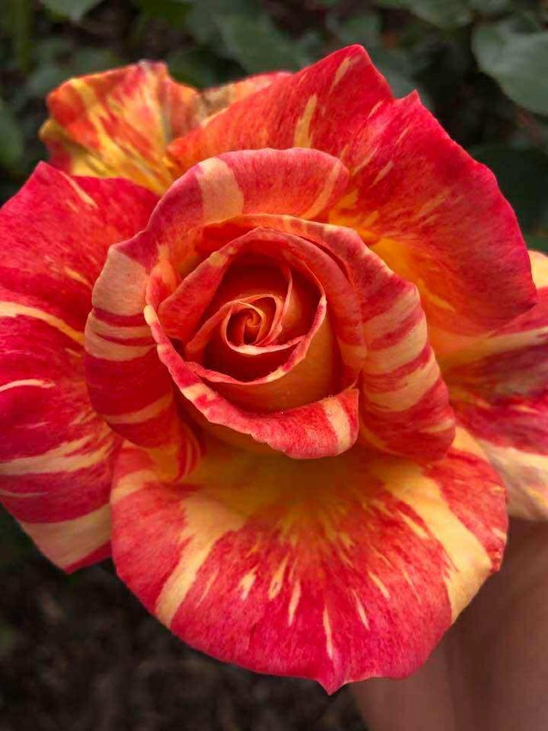 HARRY (wheatcroft) - 4 Ltr POTTED - Fragrant Red/ Yellow Hybrid Tea ...