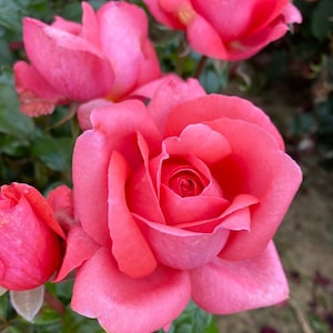 Special Anniversary - Pink Fragrant Hybrid Tea Bush Rose 4 Ltr POTTED ...