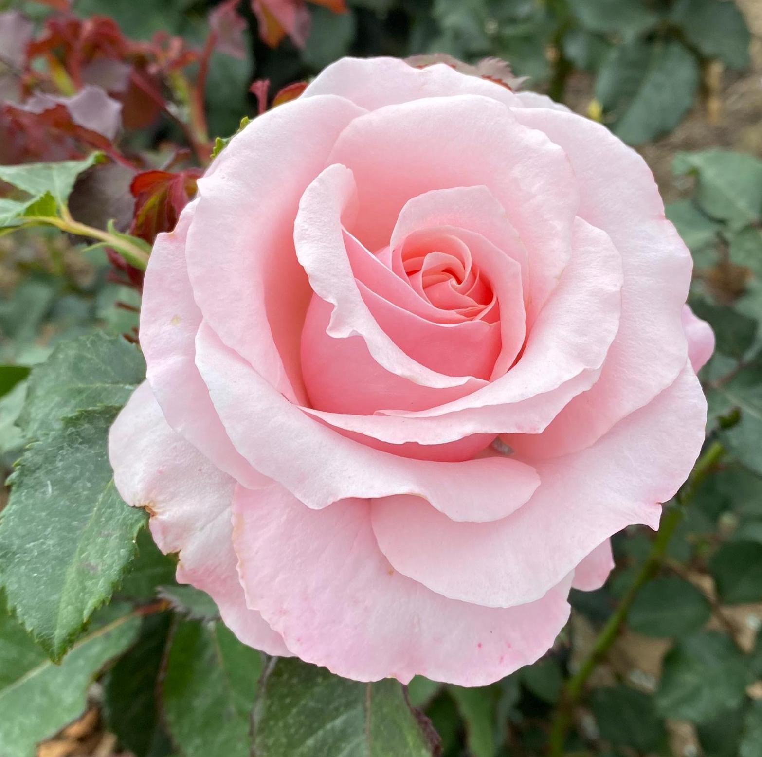 Fragrant Hybrid Tea Roses Uk