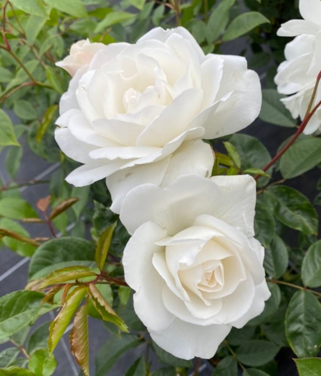 Climbing Iceberg - Pure White Nearly Thornless Climbing Rose - 4 Ltr ...