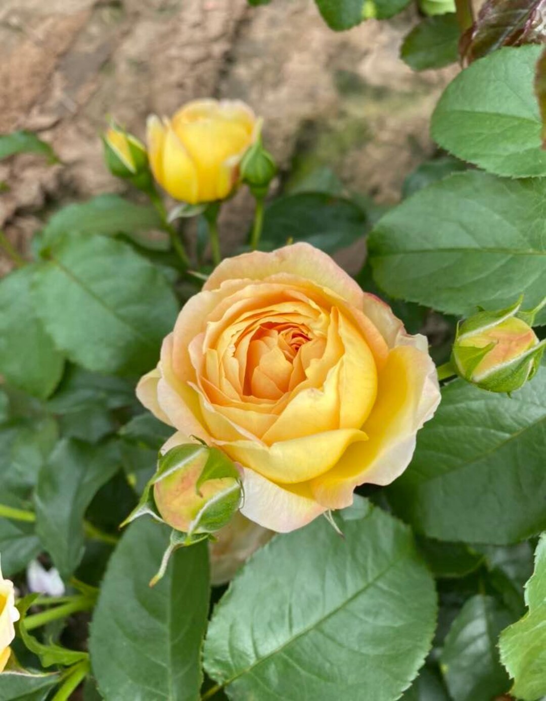 Dear Nicola - Yellow, Fragrant Floribunda Bush Rose - 4 Ltr POTTED ...
