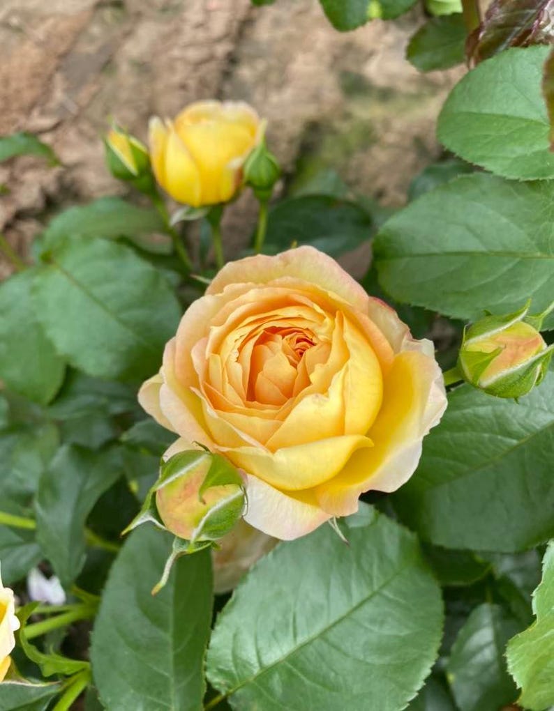 Dear Nicola - Yellow, Fragrant Floribunda Bush Rose - 4 Ltr POTTED ...