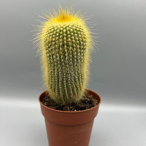 NOTOCACTUS LENINGHAUSII (parodia) - Stunning Columnar Cactus - 8.5cm ...