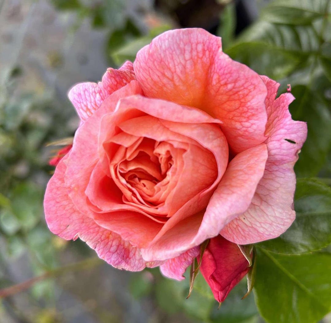 Dearest Carol - Peach Floribunda Rose - Bareroot - Etsy UK