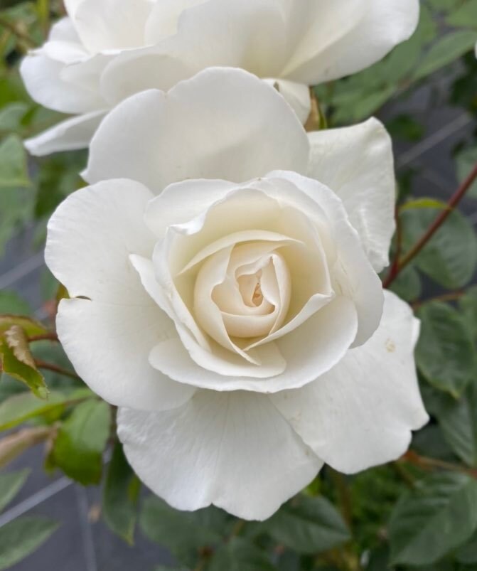 Climbing Iceberg - Pure White Nearly Thornless Climbing Rose - 4 Ltr ...