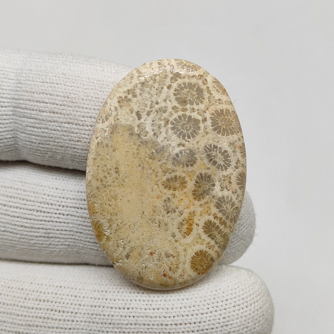 Fossil Coral Cabochon 37X25X4 MM Oval Shape 35ct Natural Beige Color ...