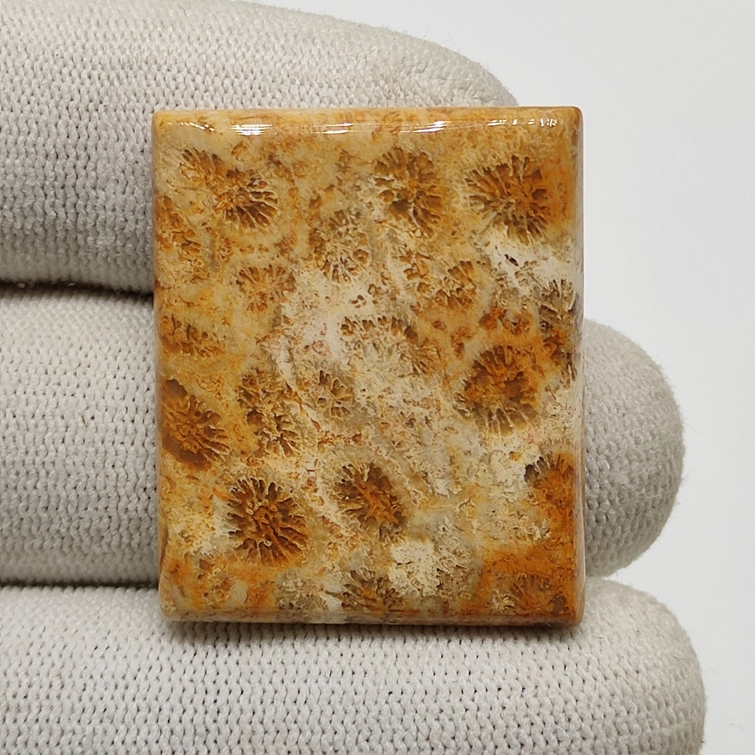 Fossil Coral Cabochon 40ct Rectangle Shape 32X26X4 MM Natural Beige ...