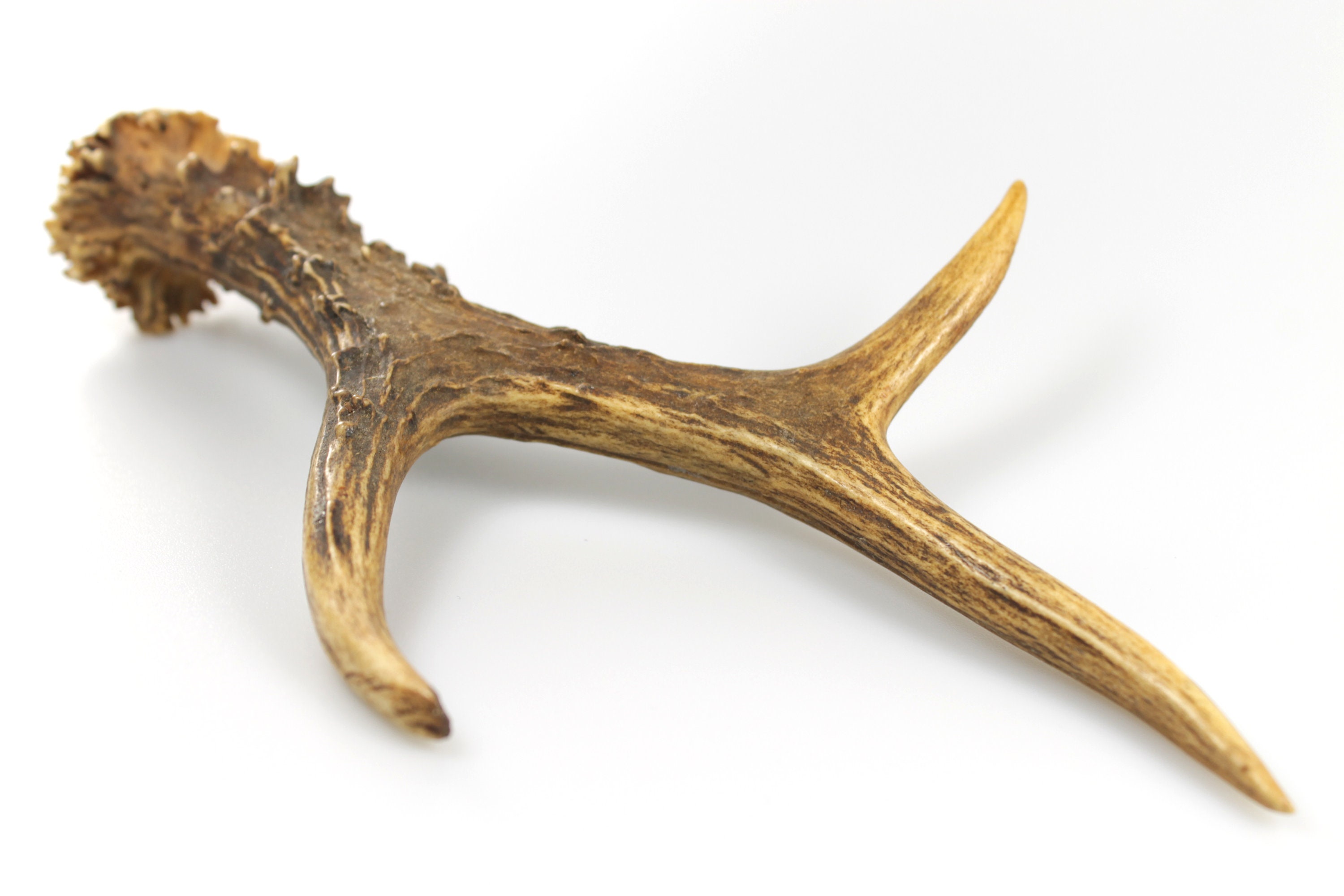 Deer Antlers / Deer Antlers Dropping Rod as a Natural Decoration for ...