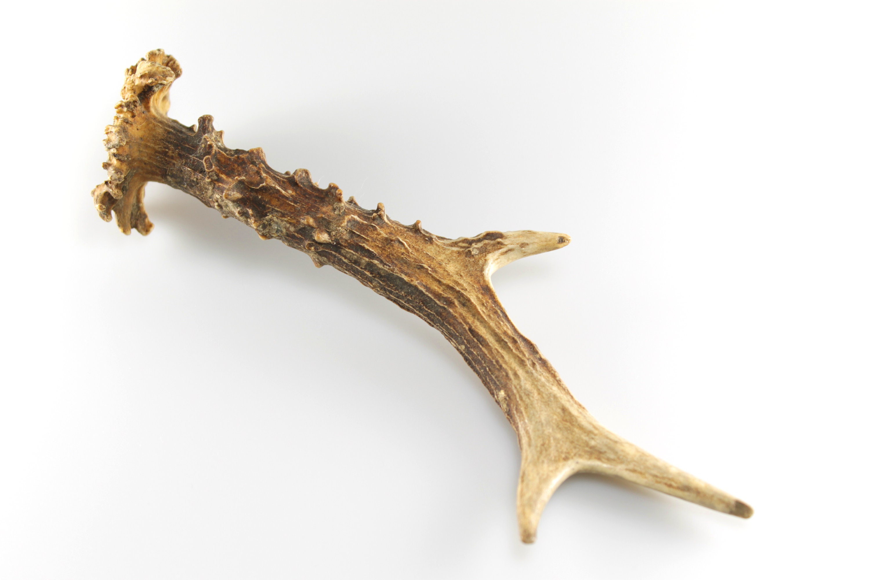 Deer Antlers / Deer Antlers Dropping Rod as a Natural Decoration for ...