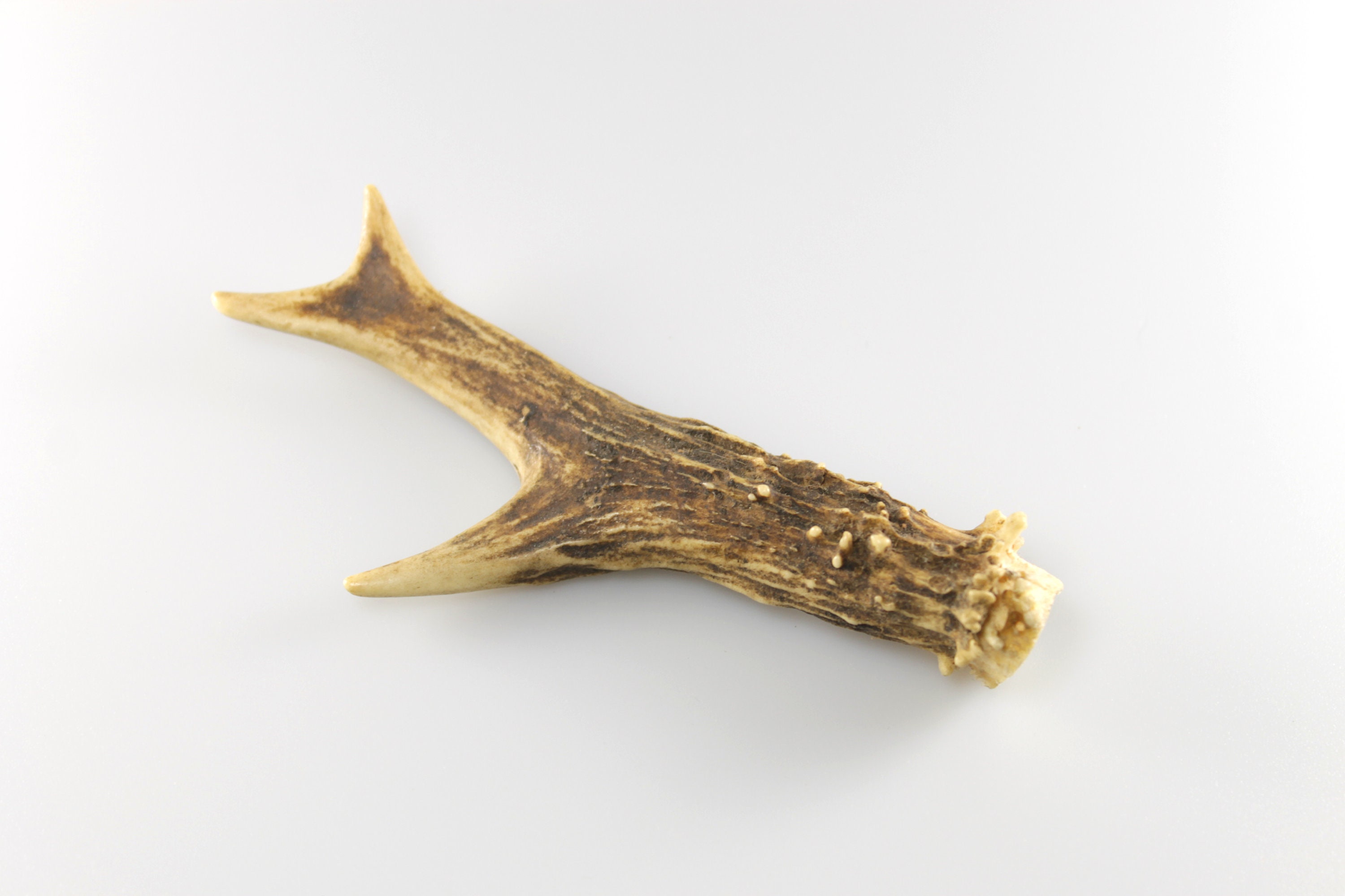 Deer Antlers / Deer Antlers Dropping Rod as a Natural Decoration for ...