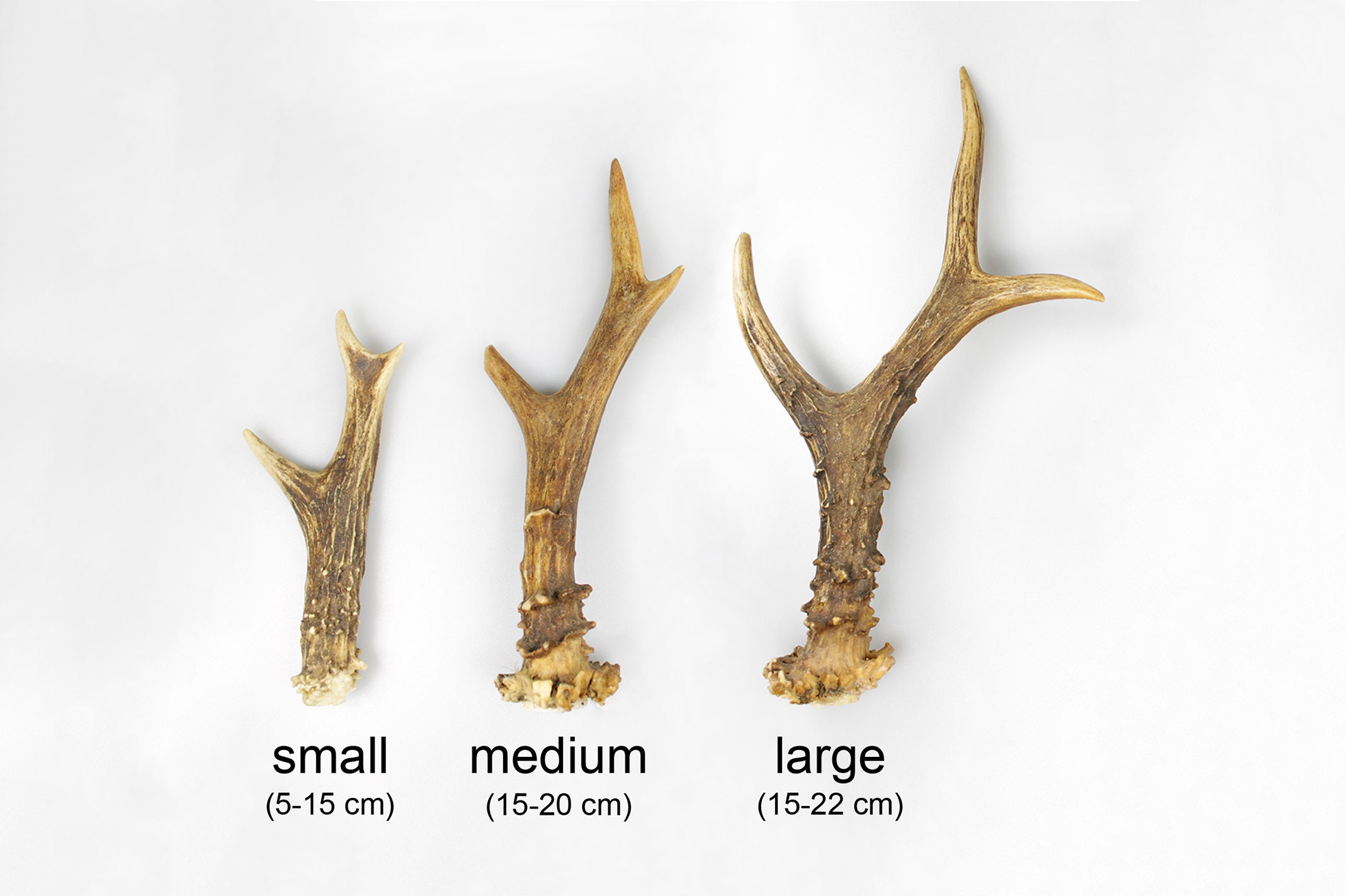 Deer Antlers / Deer Antlers Dropping Rod as a Natural Decoration for ...